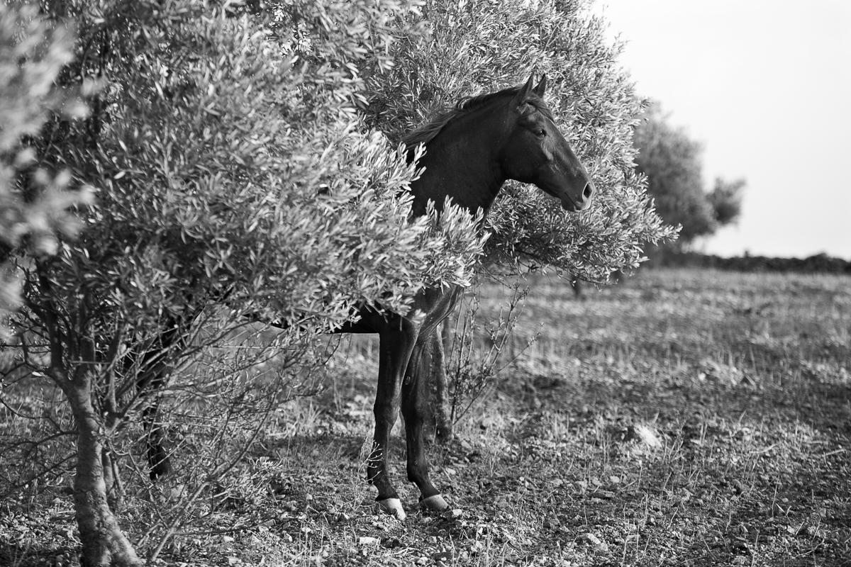Jérémy Durand - Photographie équine - SIGMA BLOG
