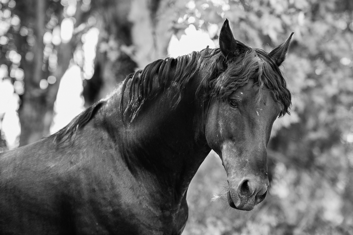 Jérémy Durand - Photographie équine - SIGMA BLOG